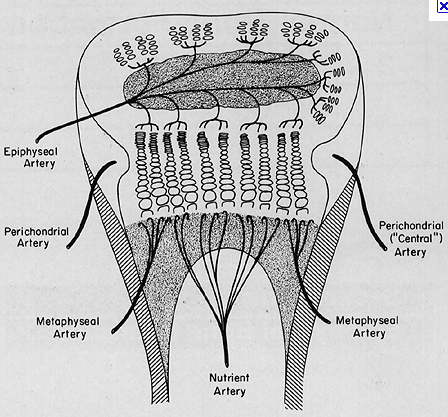 Endochondral Formation